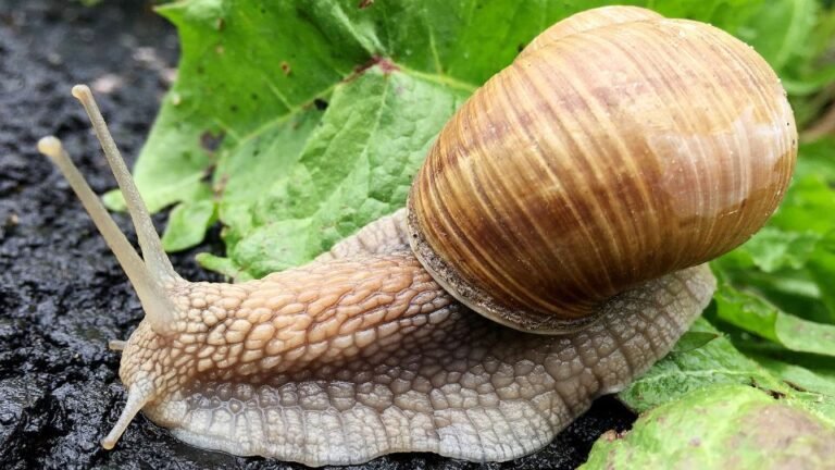 Éti csiga (Helix pomatia) jellemzői, táplálkozása, szaporodása ...