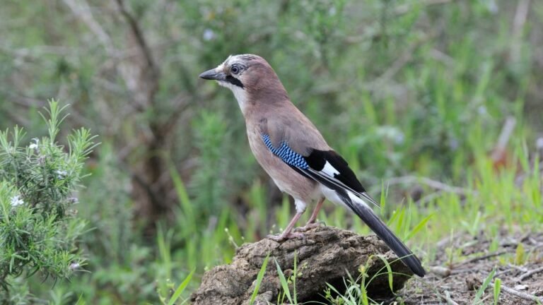 Szajkó (Garrulus glandarius) jellemzői, táplálkozása, szaporodása ...