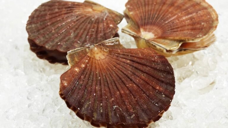 Nagy fésűkagyló (Pecten maximus) jellemzői, táplálkozása, szaporodása ...