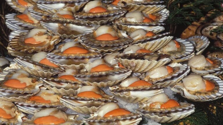 Nagy fésűkagyló (Pecten maximus) jellemzői, táplálkozása, szaporodása ...