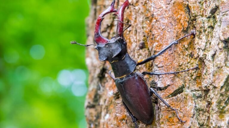 Nagy szarvasbogár (Lucanus cervus) jellemzői, táplálkozása, szaporodása ...