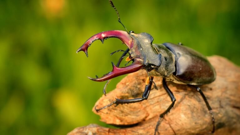 Nagy szarvasbogár (Lucanus cervus) jellemzői, táplálkozása, szaporodása ...