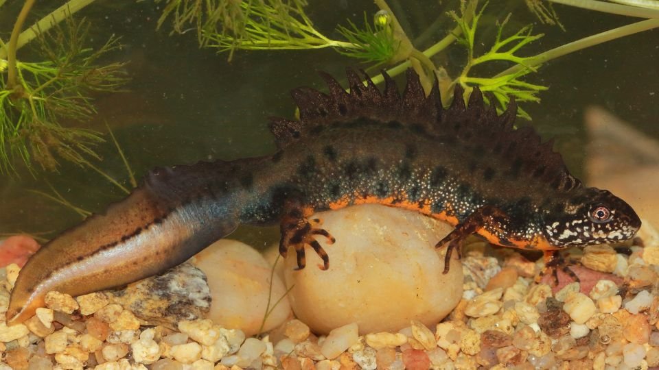 Dunai tarajosgőte – jellemzői, élőhelye, táplálkozása, szaporodása ...