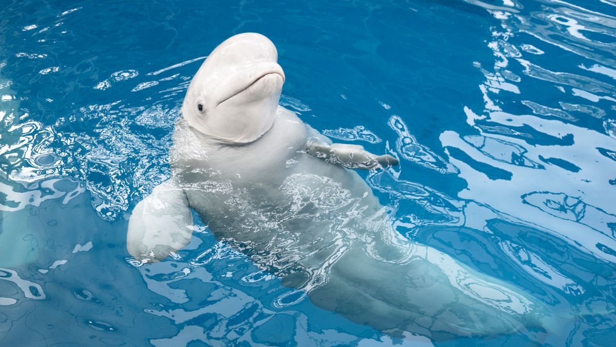 Beluga táplálkozása, jellemzői, élőhelye, szaporodása - Állatmagazin