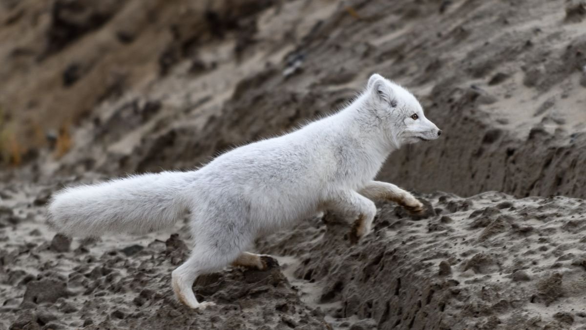 Sarki róka (Vulpes lagopus) - Állatmagazin